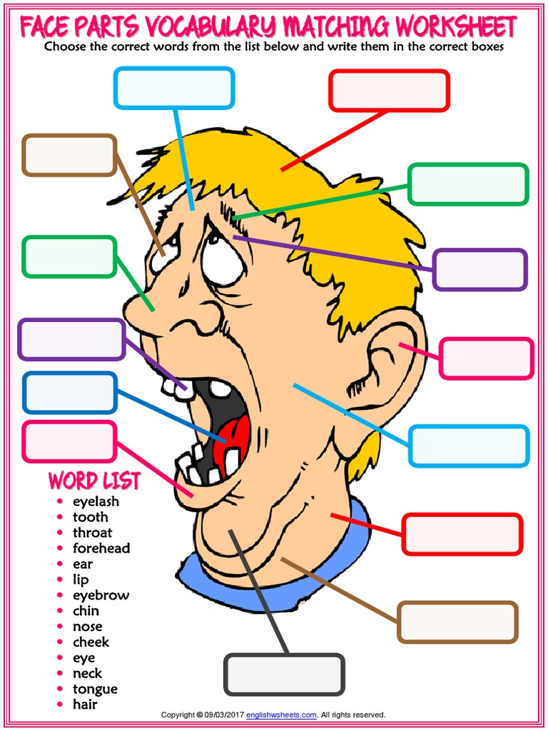 Parts Of The Tongue Worksheet