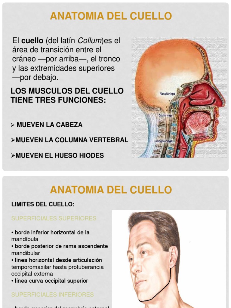Anatomia Del Cuello | PDF | Sistema musculoesquelético | Cabeza y ...