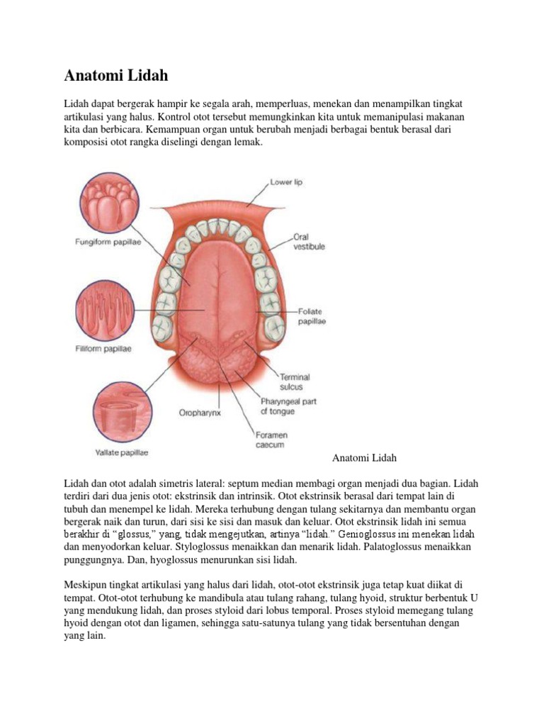 Anatomi Lidah | PDF