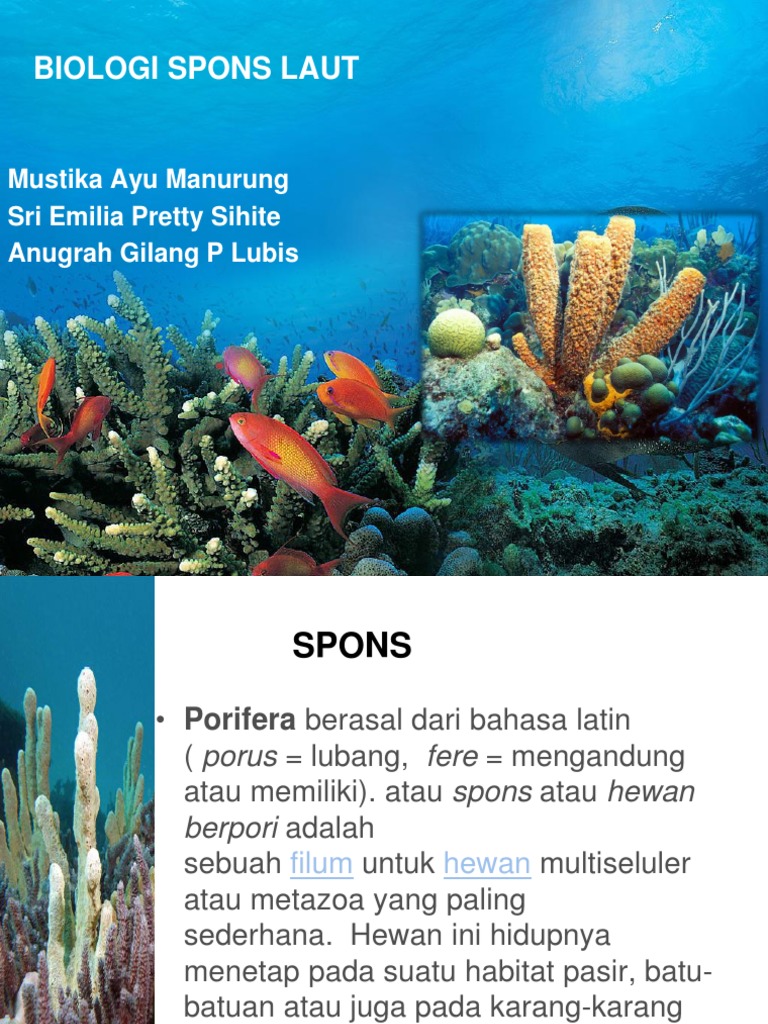 Biologi Spons Laut | PDF