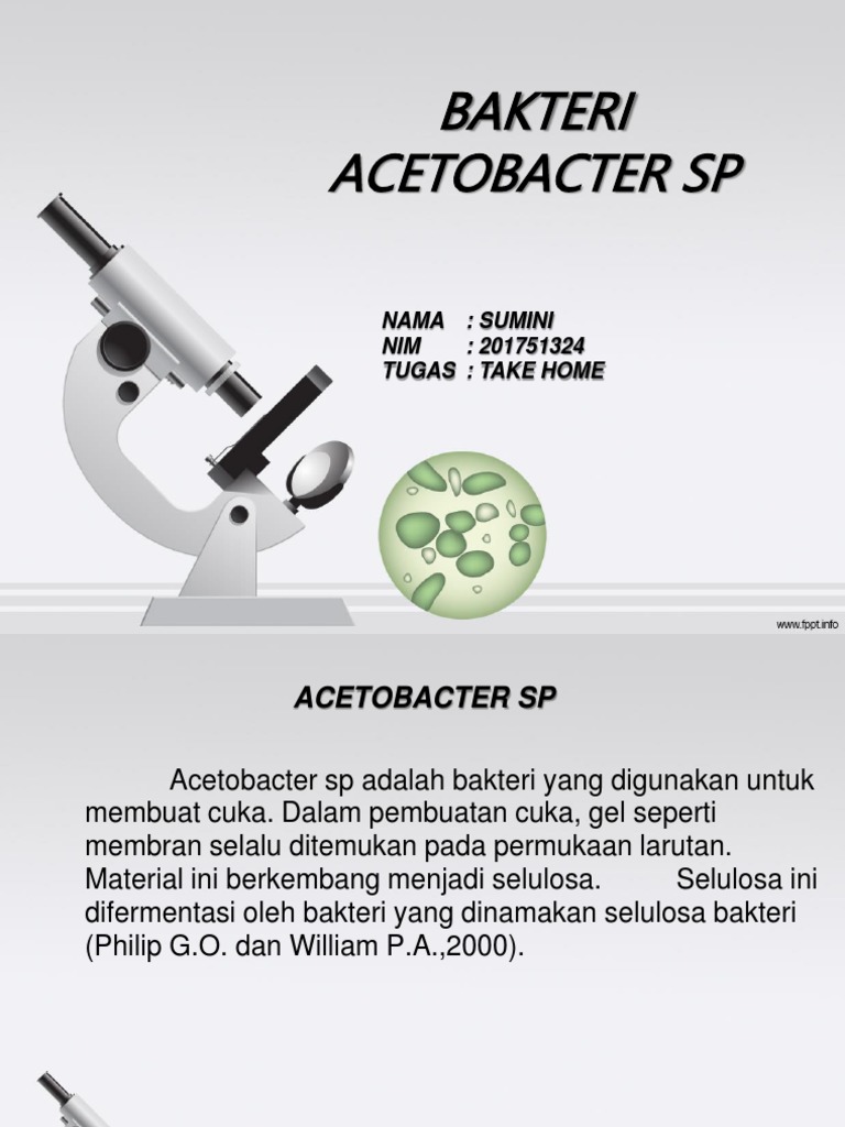 Acetobacter SP | PDF