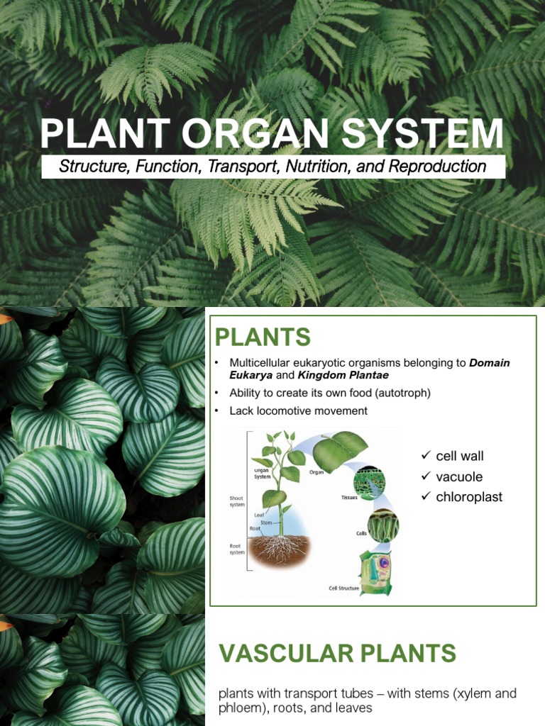 CO4 1 Plants | PDF | Leaf | Plant Stem