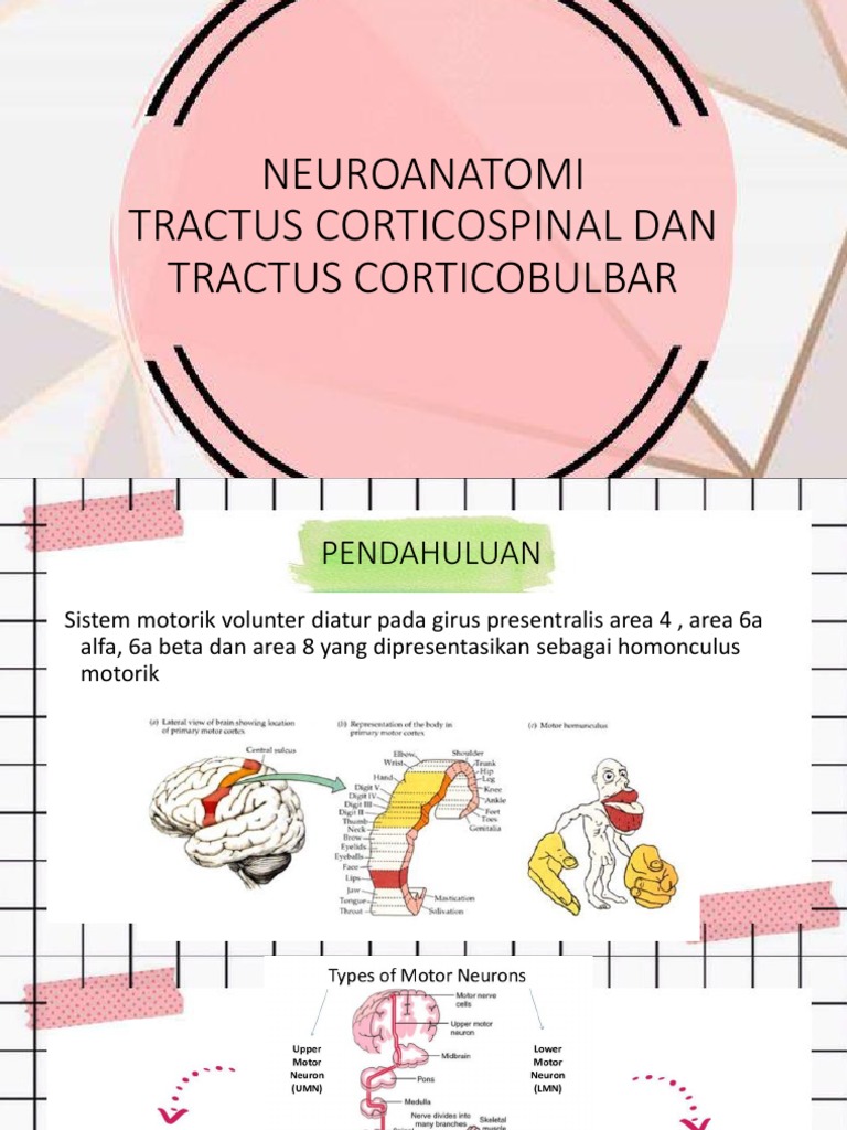 Neuroanatomi Tractus | PDF
