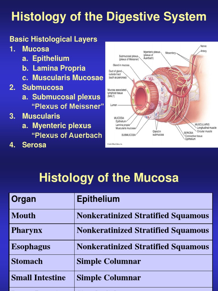 Histology of The Digestive System | PDF