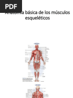 Anatomía y Cultura de las Nalgas | PDF | Nalgas | Anatomía humana