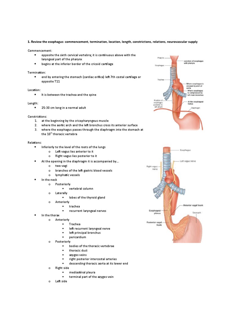 Esphagus Stomach Duodenum Gross Anatomy | PDF | Stomach | Abdomen