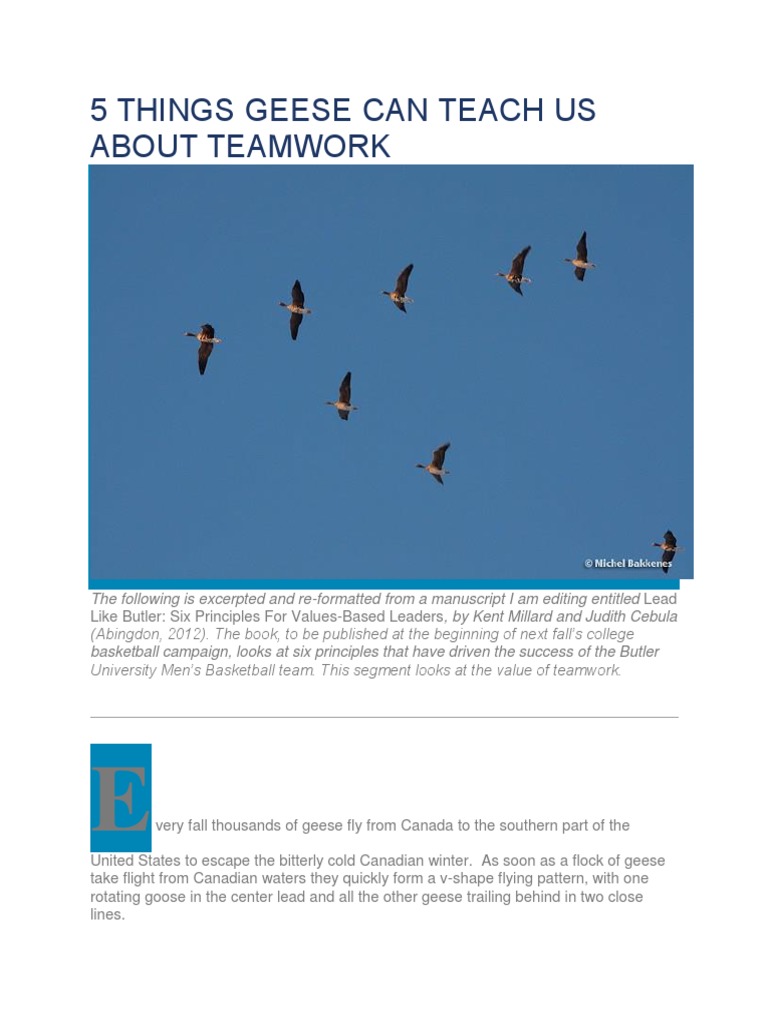 5 Things Geese Can Teach Us About Teamwork | PDF | Flight | Leadership
