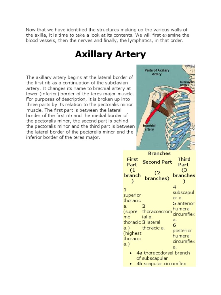 Axillary Artery: Branches First (1 Branch) Second Part (2 Branches ...
