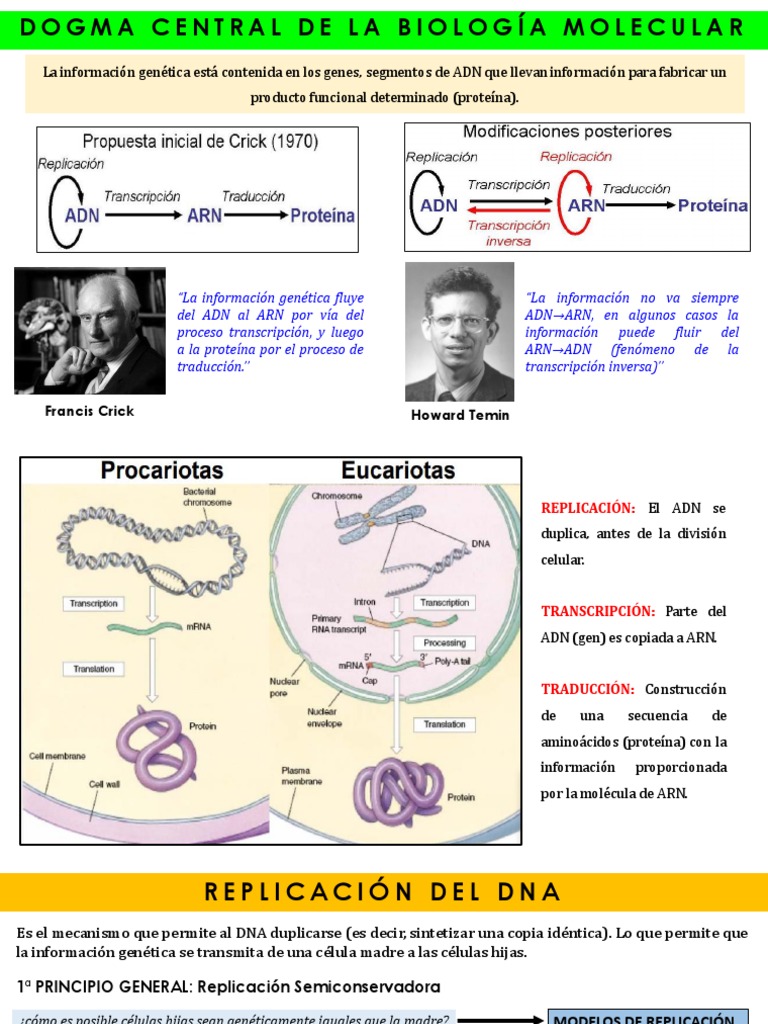 Replicación del ADN: Mecanismos y Etapas | PDF | Replicación De Adn ...