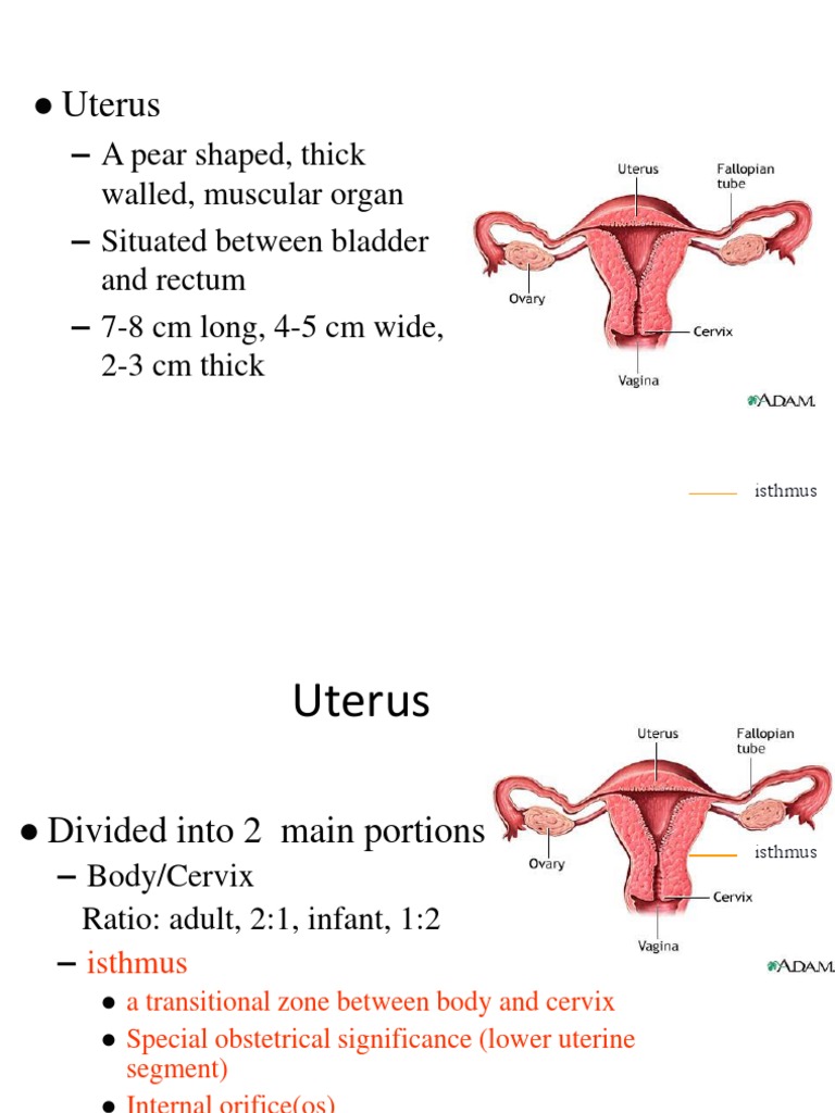 Isthmus Of Uterus