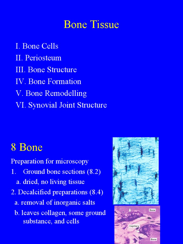 08 Bone | PDF | Bone | Osteoblast