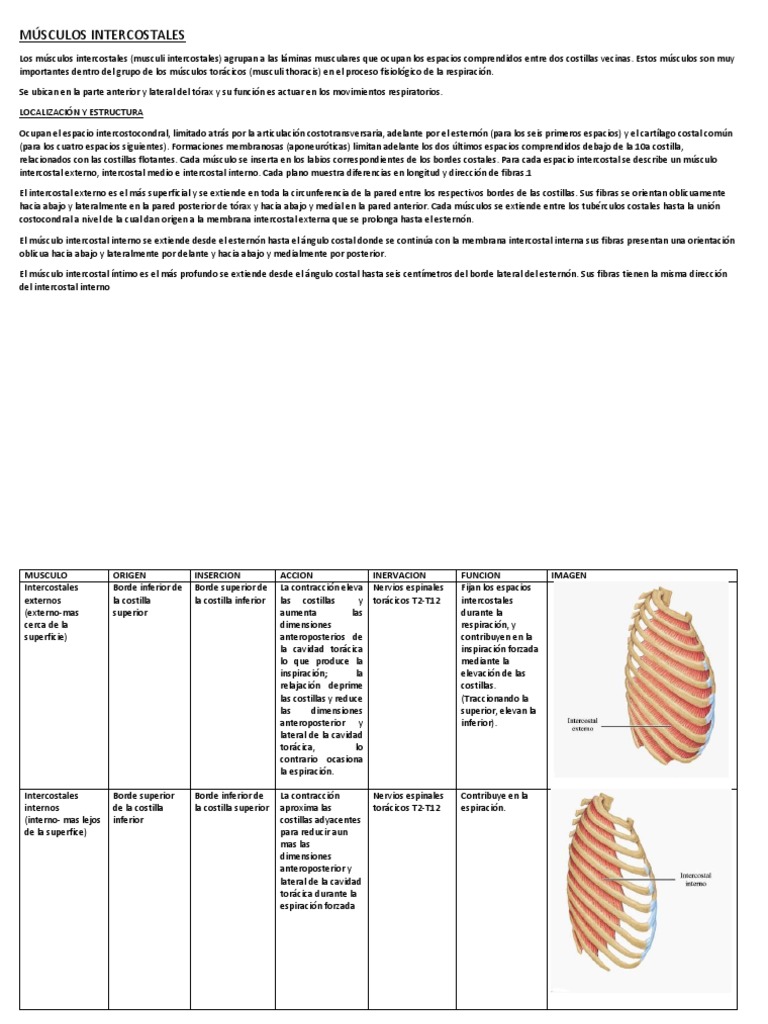 Función y Estructura de los Intercostales | PDF | Tórax (anatomía ...