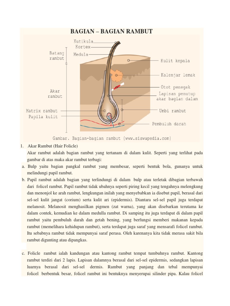 Bagian-Bagian Rambut | PDF