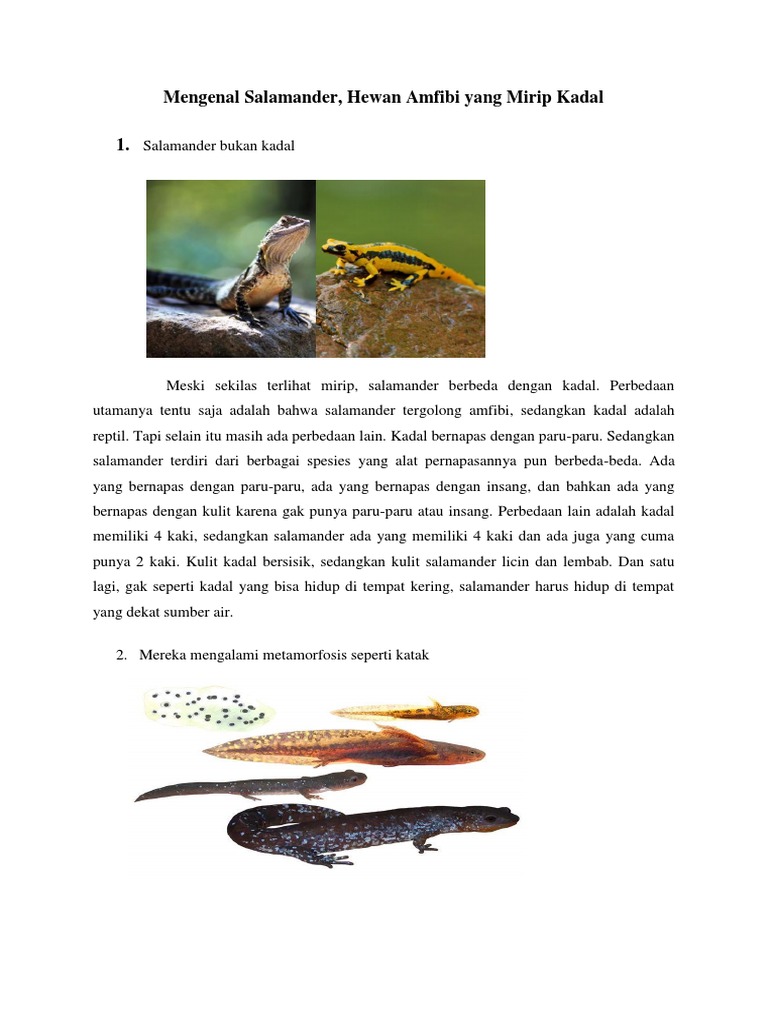Salamander: Amfibi, Metamorfosis, dan Regenerasi | PDF | Sains ...