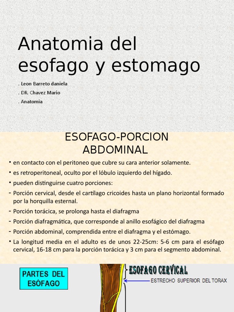Anatomia Del Esofago y Estomago | PDF | Estómago | Sistema digestivo
