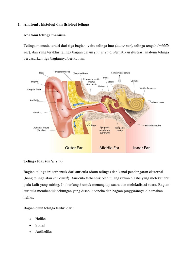 Anatomi, Histologi Dan Fisiologi Telinga | PDF