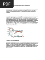 Formación del Asa Cardíaca en Embriología | PDF | Corazón | Órgano ...