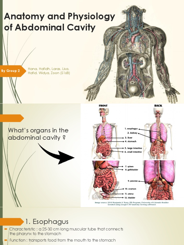Anatomy and Physiology of Abdomen | PDF | Gastrointestinal Tract ...