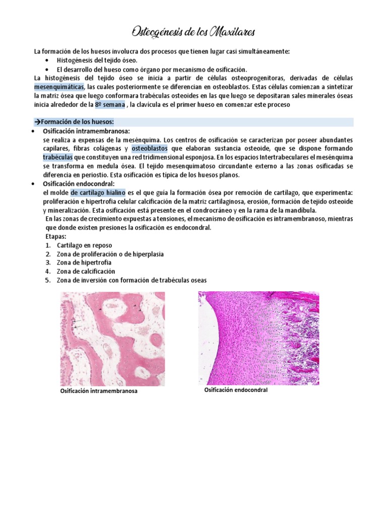 Osteogenesis | PDF | Cráneo | Hueso