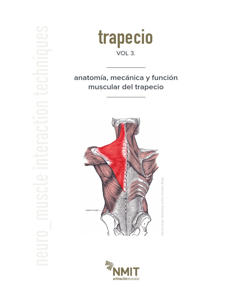 Trapecio Pdf Hombro La Columna Vertebral