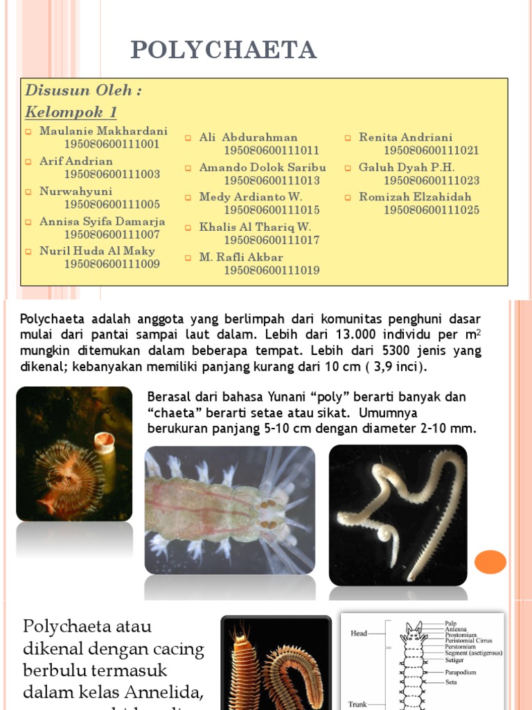 POLYCHAETA Lanjutan | PDF | Griya & Taman | Sains & Matematika
