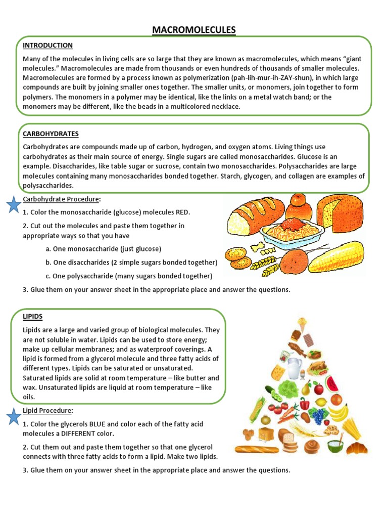 Macromolecules Cut & Paste Activity | PDF | Macromolecules | Nucleotides