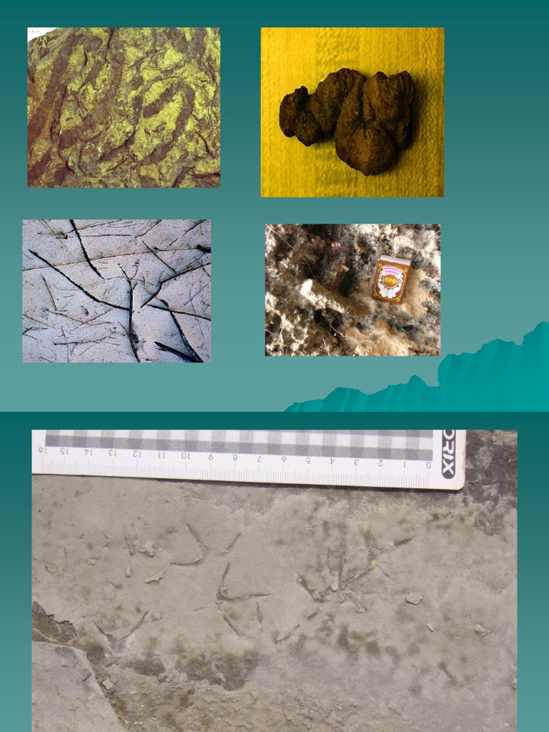 3.trace Fossil | PDF | Sedimentary Rock | Fossil