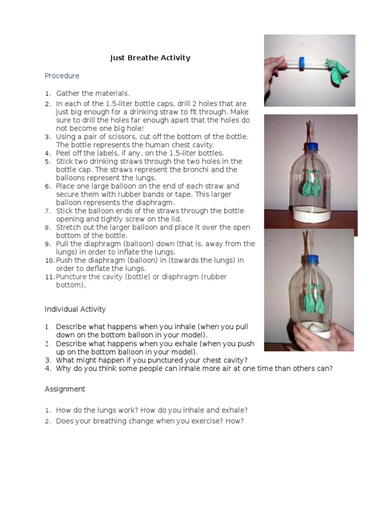 Anatomy and Physiology Laboratory Activity (Respiratory System) | PDF