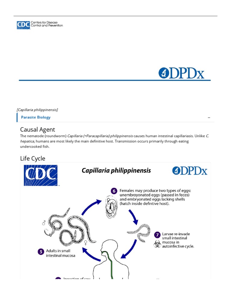 Capillaria Philippinensis Life Cycle
