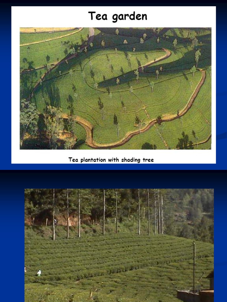 Tea Processing and Production Steps | PDF | Tea | Nature