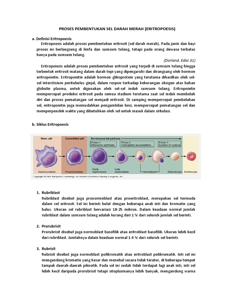 Siklus Eritropoesis dan Fungsi Sel Darah Merah | PDF