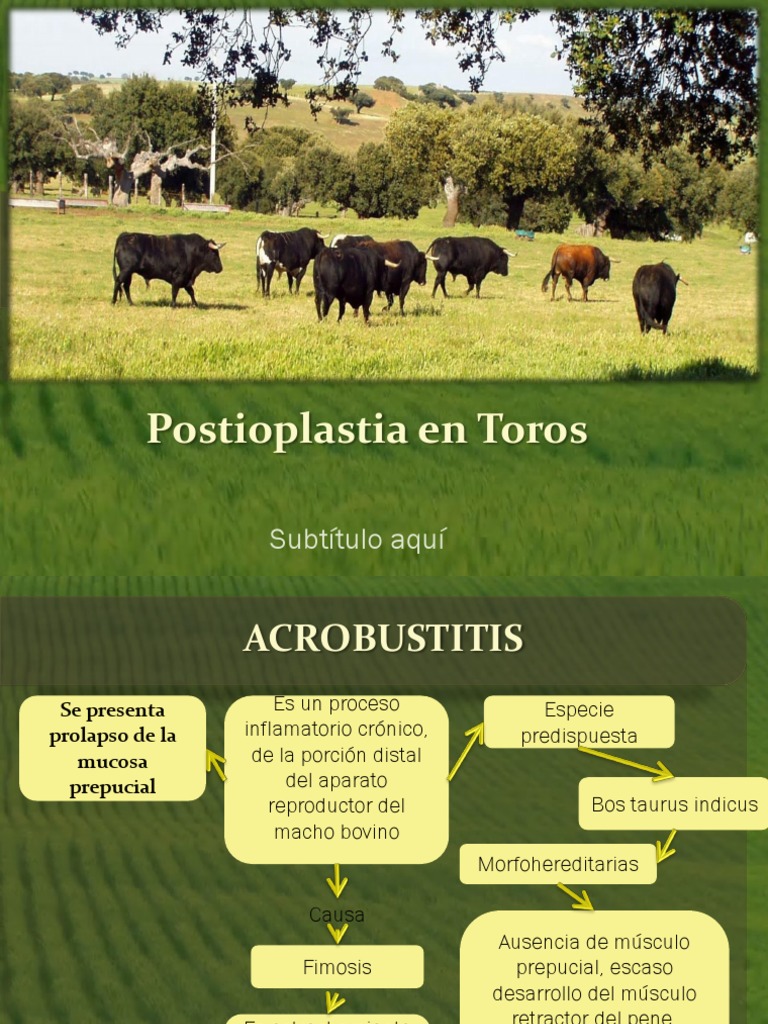 Postioplastia en Toros | PDF
