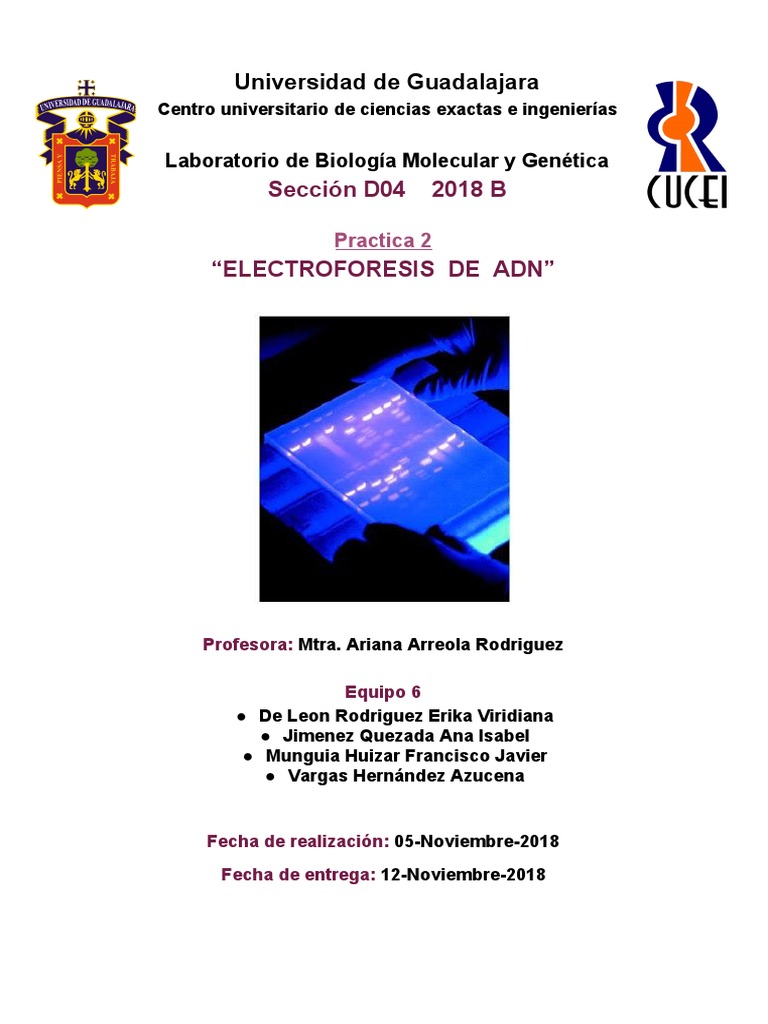 Electroforesis de ADN PDF | PDF | Electroforesis | Adn