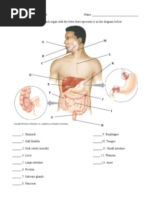 Human Digestive System Worksheet Pdf