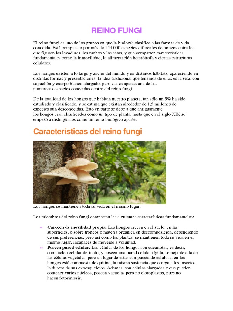 Reino Fungi | PDF | Espora | Hongo