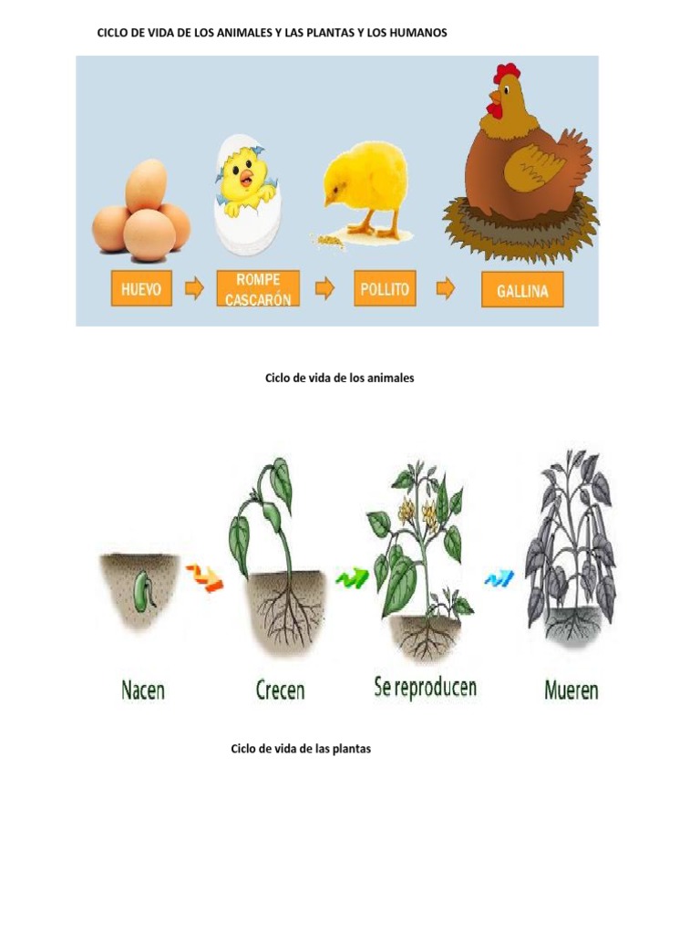 Ciclo de Vida de Los Animales y Las Plantas y Los Humanos