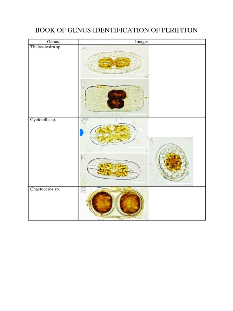 Book of Genus Identification of Perifiton | PDF | Algae | Eukaryotes
