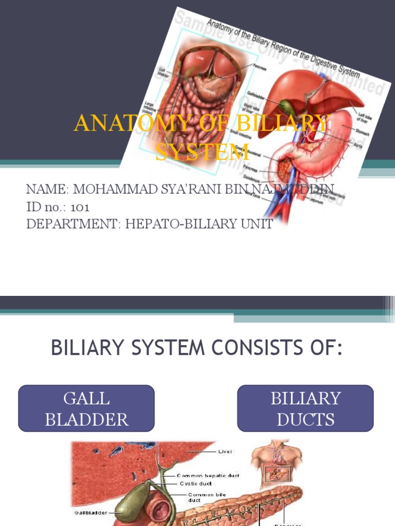 Anatomy of Biliary System | Download Free PDF | Liver | Gallbladder