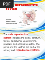 Male Reproductive System Side View Diagram | PDF