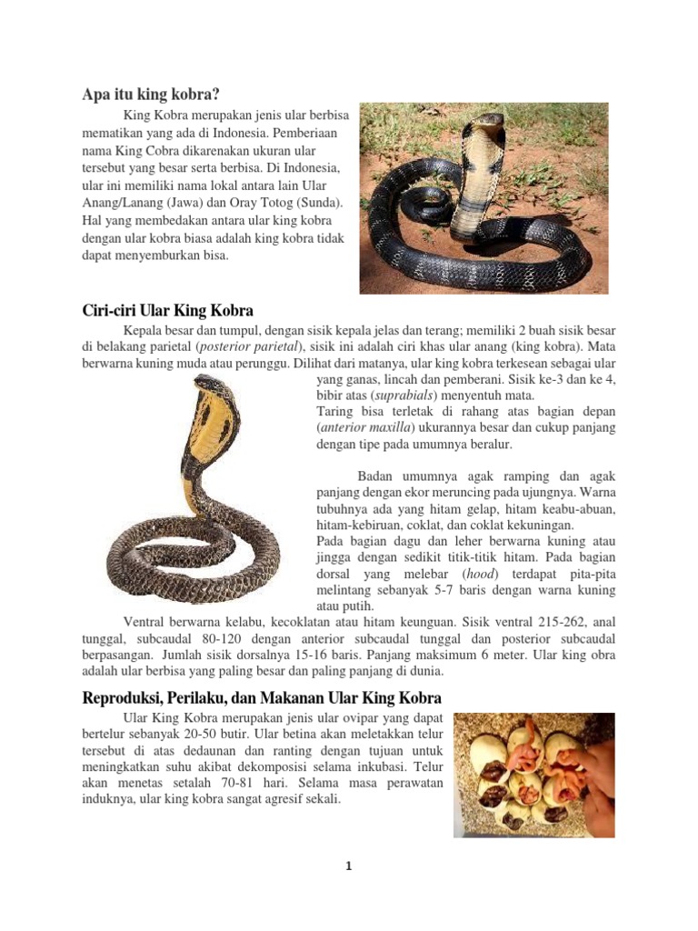 King Cobra | PDF
