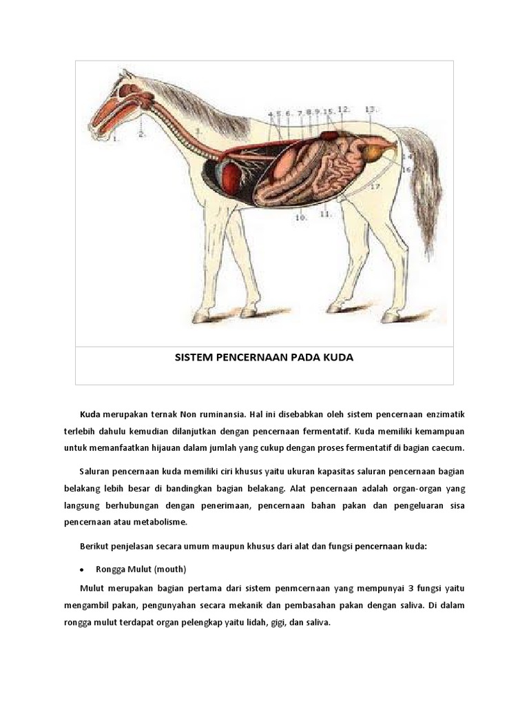 Sistem Pencernaan Pada Kuda | PDF