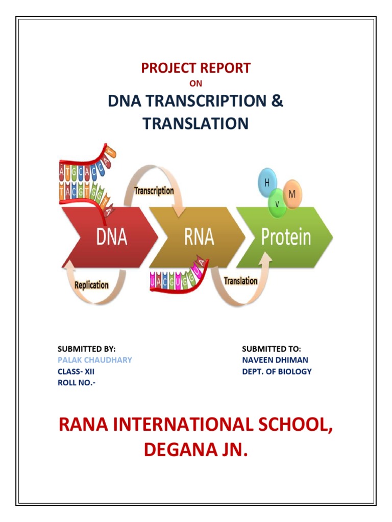 Transcription and Translation22 Class12 | PDF | Translation (Biology ...