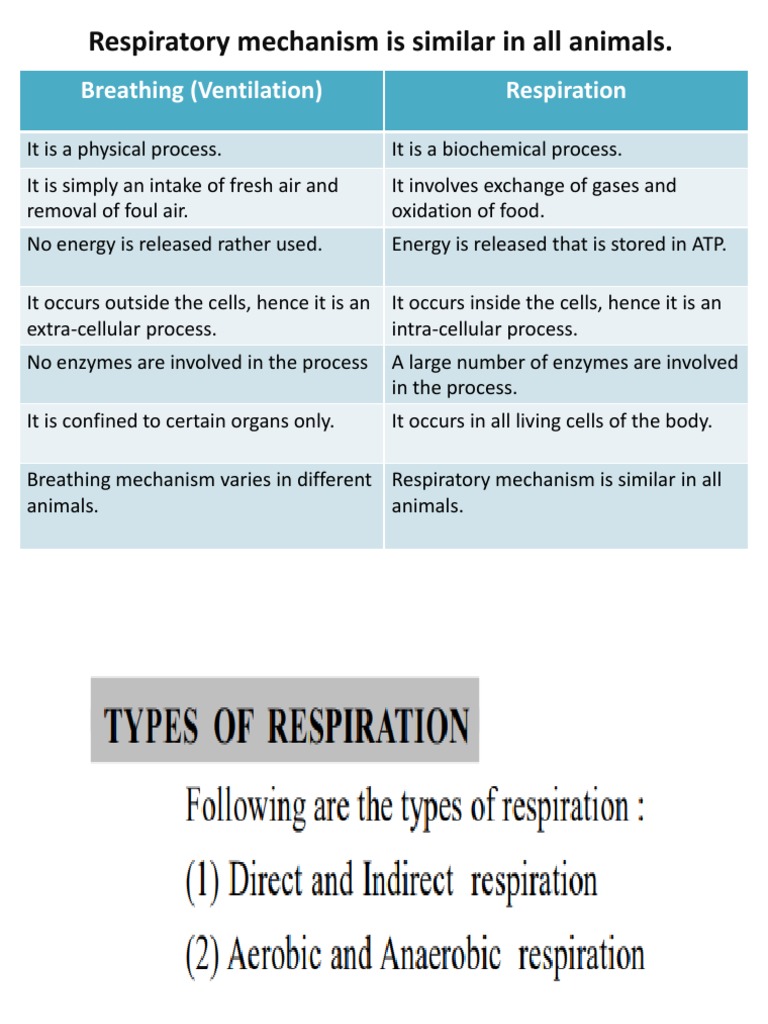 Breathing vs. Respiration Explained | PDF | Respiratory Tract | Lung