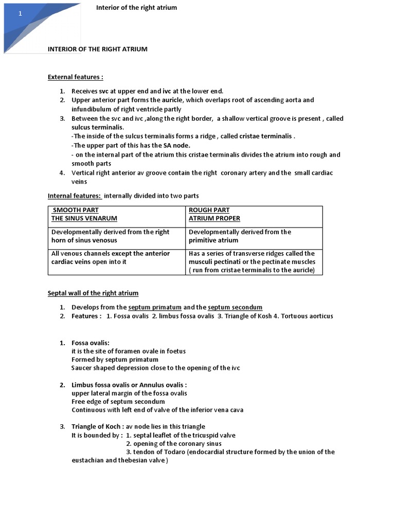 Interior of The Right Atrium | PDF | Atrium (Heart) | Heart Valve