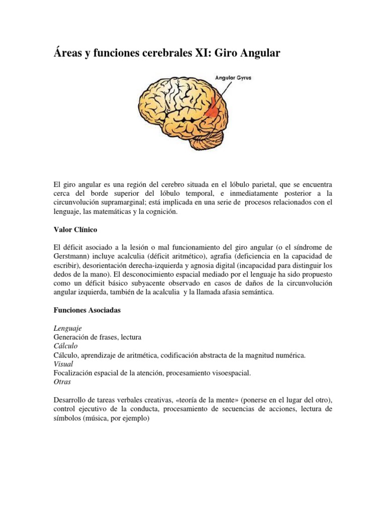 Calculo - Giro Angular (Area 30 Brodmann) | PDF | Lóbulo temporal | Cerebro