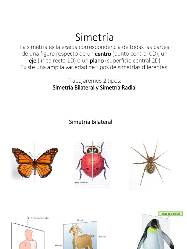 Tipos de Simetría: Bilateral y Radial | PDF