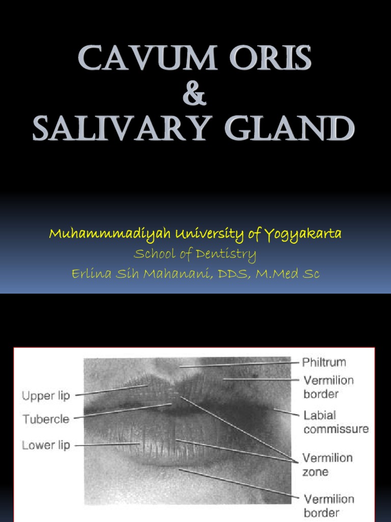 Anatomy of the Oral Cavity and Glands | PDF | Epithelium | Animal Anatomy