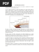 Pasos Quirúrgicos para La Cesárea Tipo Kerr | PDF | Abdomen | Seccion ...
