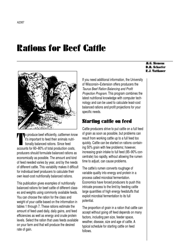 Ration For Beef Cattle | PDF | Cattle | Hay