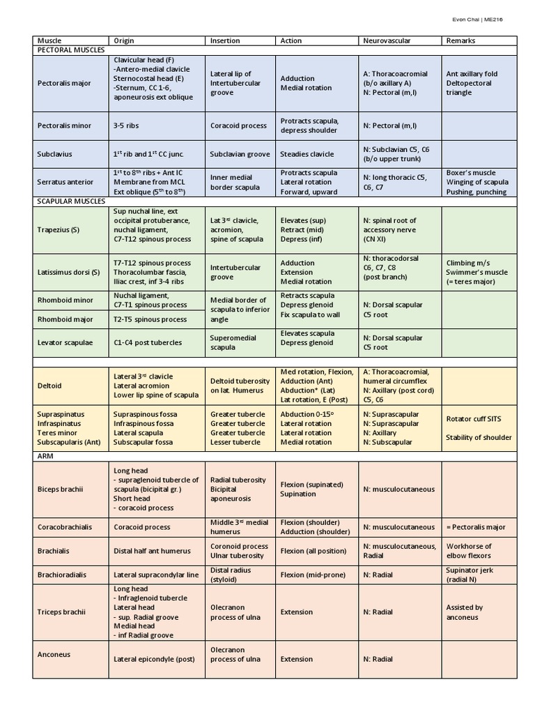 MSK | PDF | Thumb | Human Leg